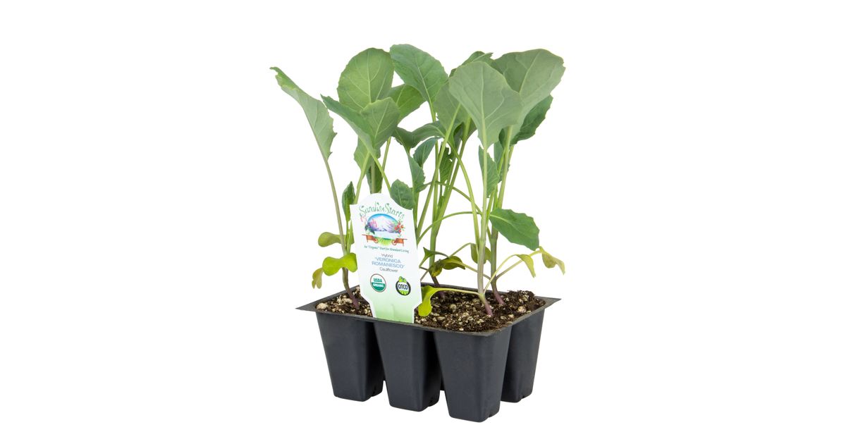 Ellie's Eden Live Plants Veronica Romanesco, Organic - Azure Standard