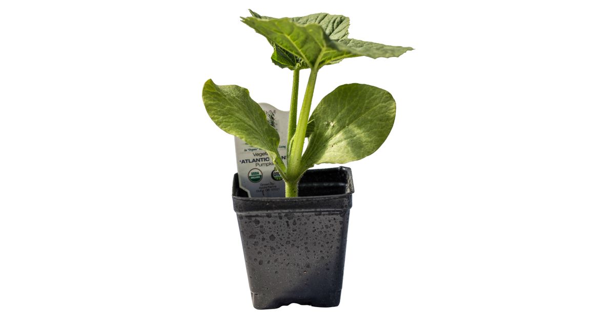 Ellie's Eden Live Plants Atlantic Giant Pumpkin, Organic - Azure Standard