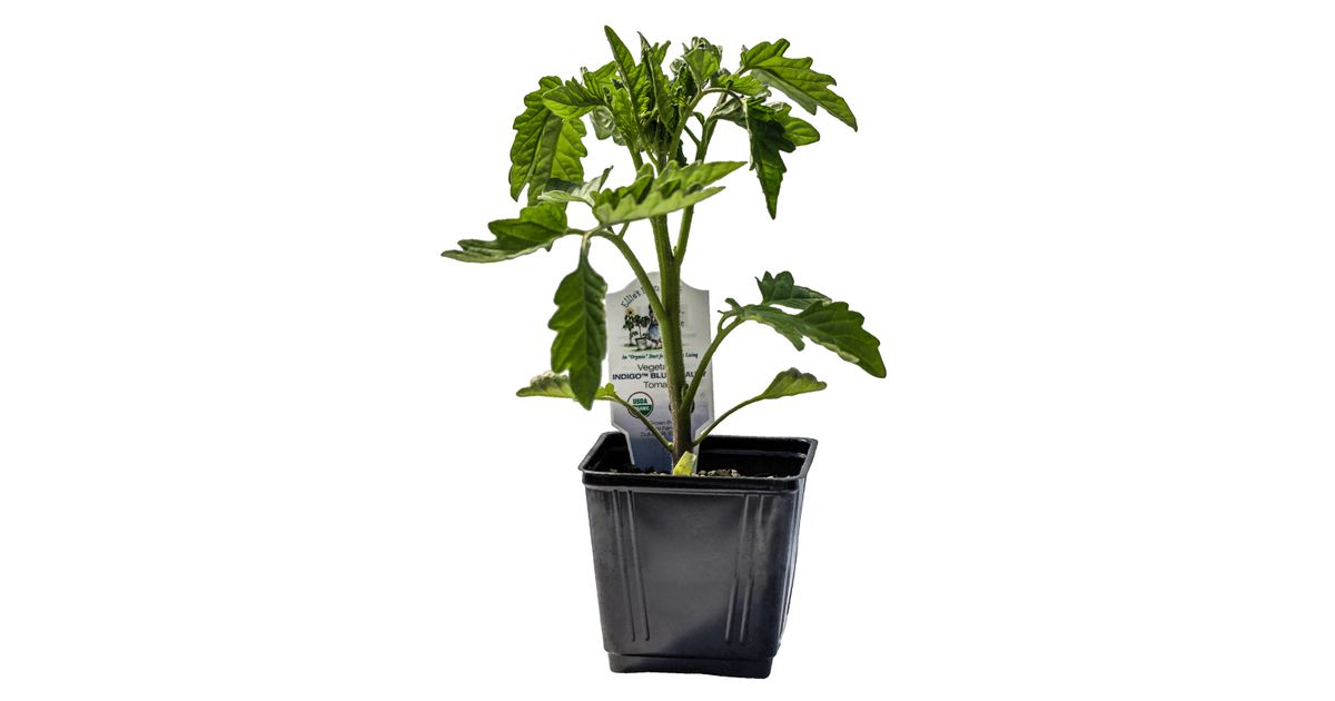 Ellie's Eden Live Plants Indigo Blue Beauty Slicing Tomato, Organic ...
