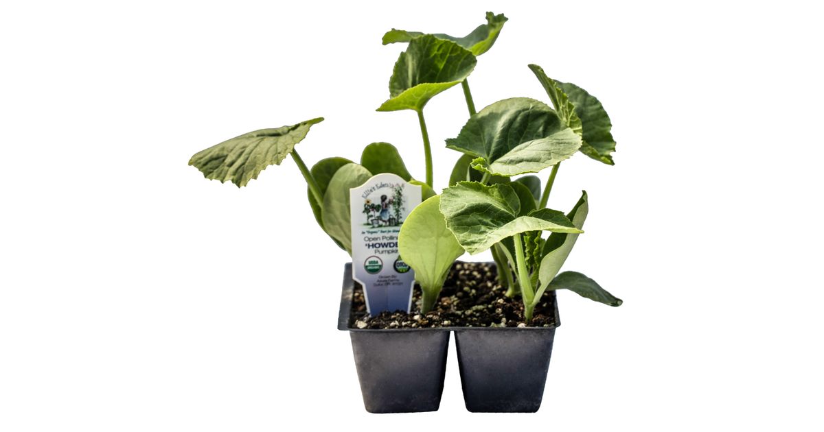 Ellie's Eden Live Plants Howden Pumpkin, Organic - Azure Standard