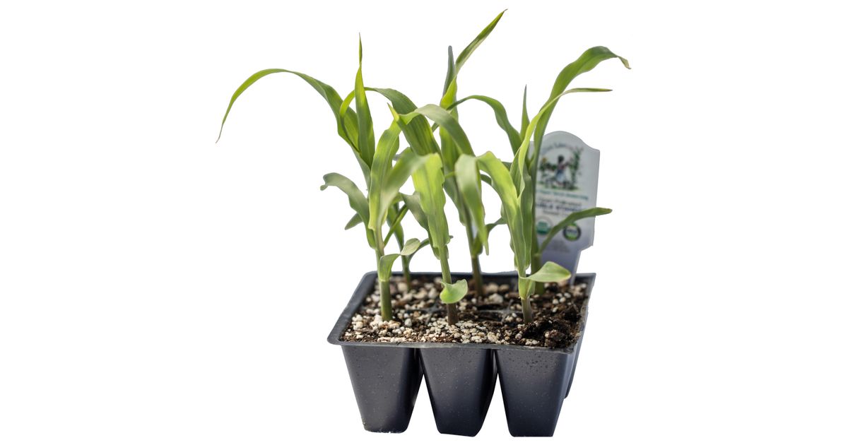 Ellie's Eden Live Plants Double Standard Sweet Corn, Organic - Azure ...