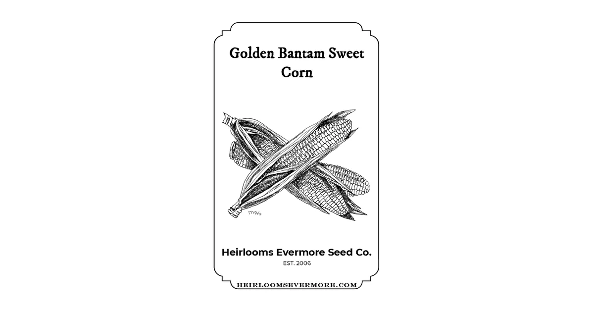 Heirlooms Evermore Golden Bantam Sweet Corn Seeds - Azure Standard