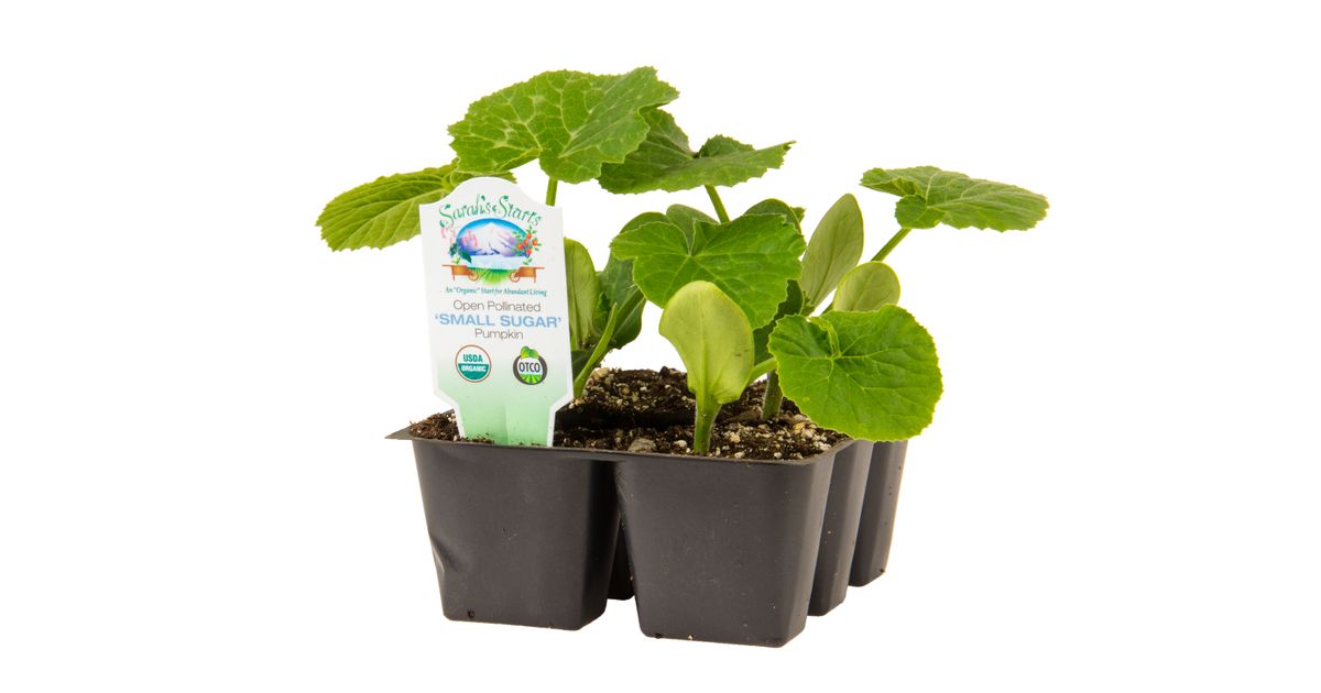 Ellie's Eden Live Plants Small Sugar Pumpkin, Organic - Azure Standard