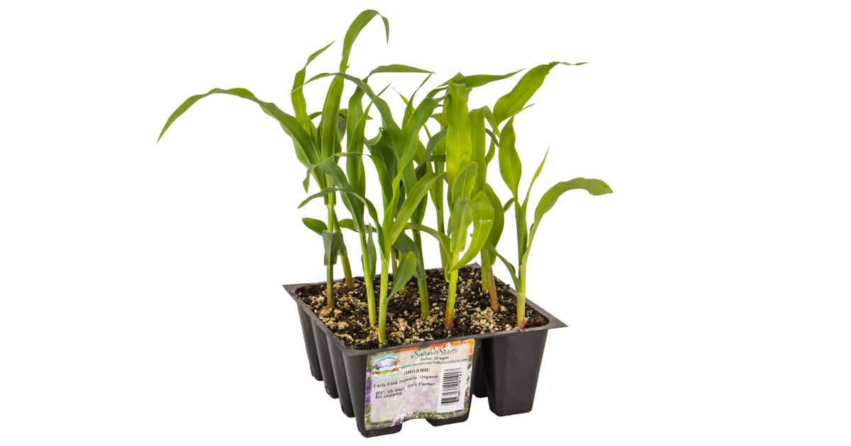 Ellie's Eden Live Plants Early Pink Popcorn, Organic - Azure Standard