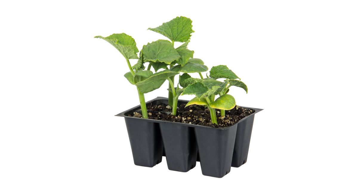 Ellie's Eden Live Plants Cucumber Variety Pack - Azure Standard