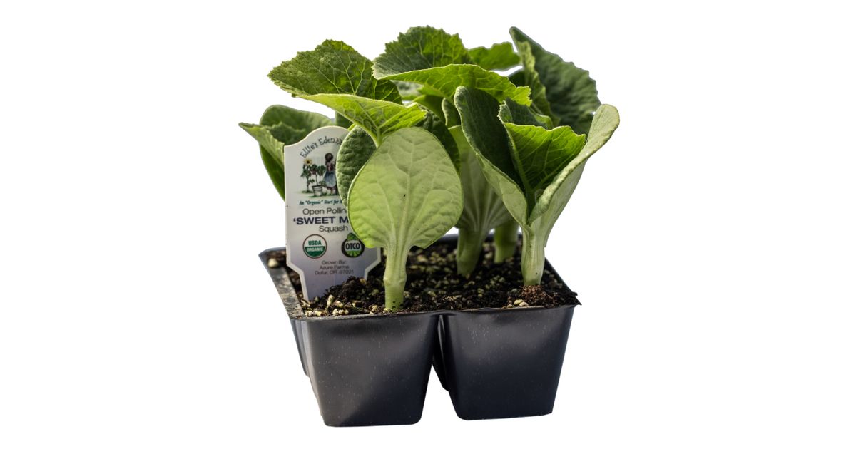 Ellie's Eden Live Plants Sweet Meat Squash, Organic - Azure Standard