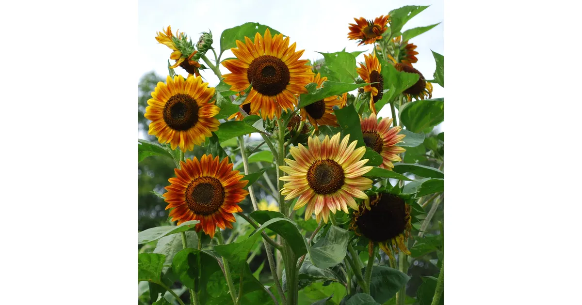 Ellie's Eden Live Plants Sunflower (Evening Sun), Organic - Azure Standard