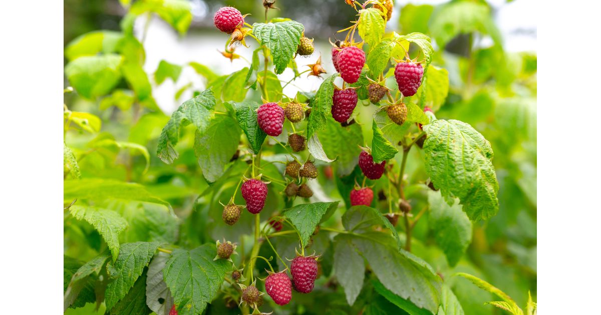 Ellie's Eden Live Plants Red Raspberry Shoot, Organic - Azure Standard