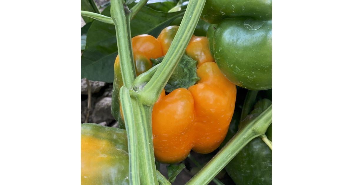 Azure Husbandry Etiuda Orange Pepper Seed, Organic - Azure Standard