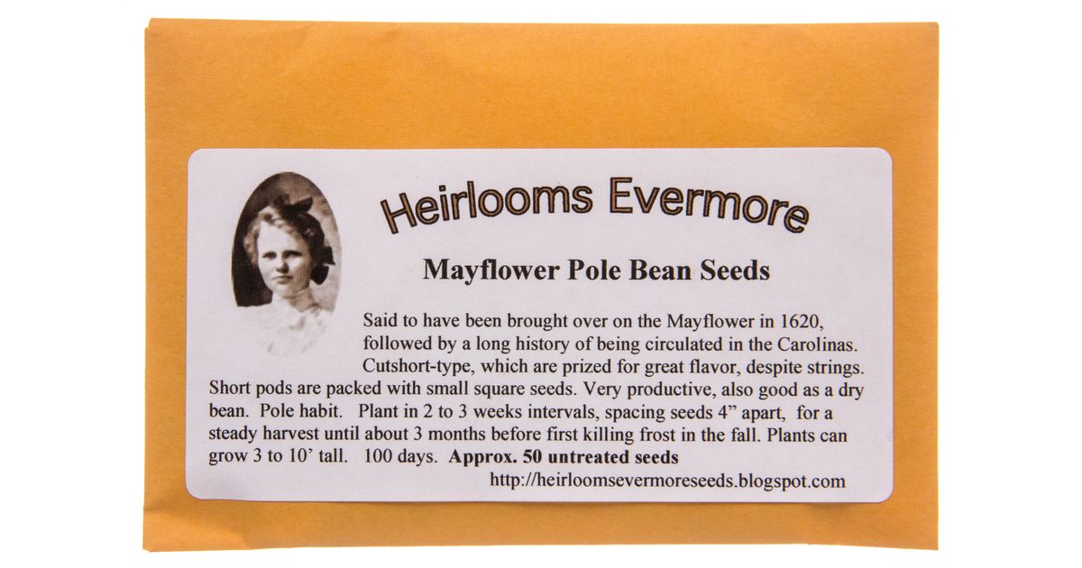 Heirlooms Evermore Mayflower Pole Bean Seeds - Azure Standard