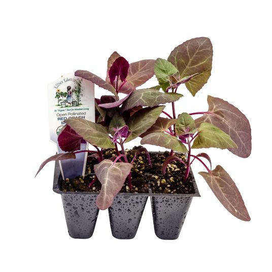Ellie's Eden Live Plants Red Orach Spinach, Organic - Azure Standard