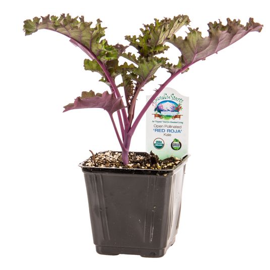 Ellie's Eden Live Plants Curley Roja Red Kale, Organic - Azure Standard
