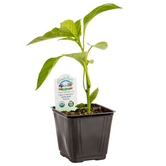 Ellie's Eden Live Plants Aruba Pepper, Organic - Azure Standard