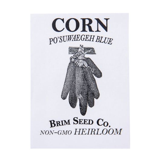 Brim Seed Co. Corn, Po'suwaegeh Blue Flint Heirloom Seed - Azure Standard