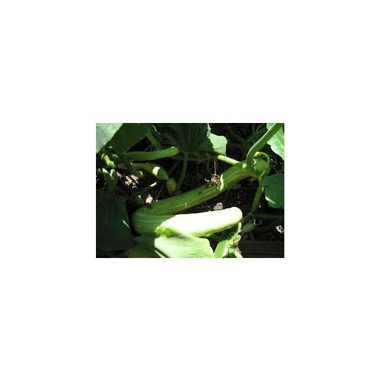 Ellie's Eden Live Plants Zucchetta Ramp Tromboncino Squash, Organic ...