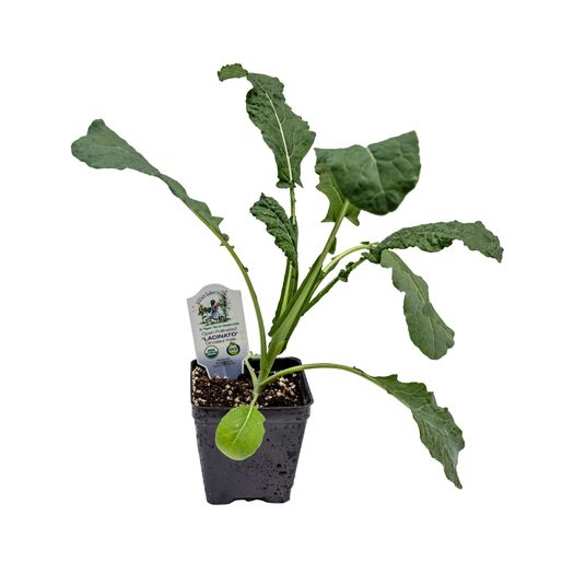 Ellie's Eden Live Plants Lacinato (Dinosaur) Kale, Organic - Azure Standard