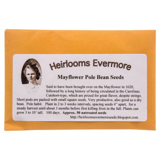 Heirlooms Evermore Mayflower Pole Bean Seeds - Azure Standard